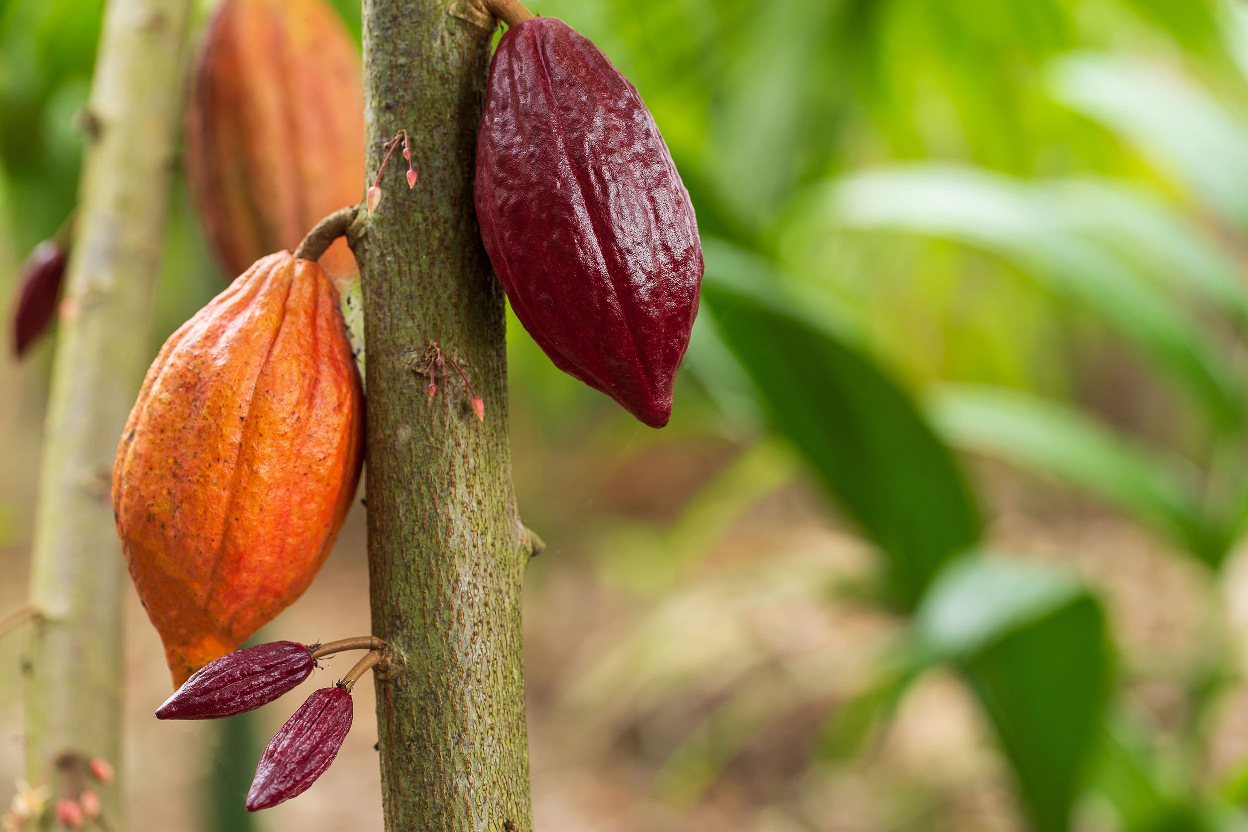 A dream named cocoa: the commitment of Pan di Stelle | Barilla Group